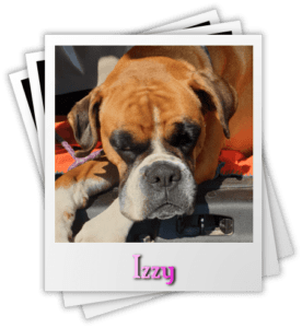 Izzy | Terre De Boxer