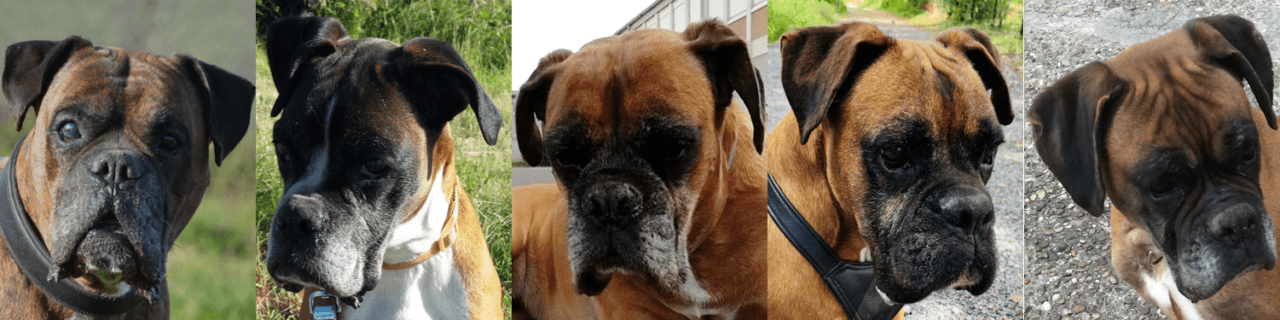 Terre De Boxer | Sauvetages et placements de boxers et croisées boxers
