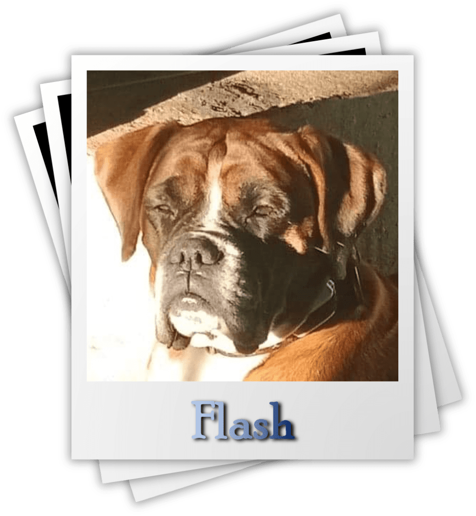 Flash | Terre De Boxer